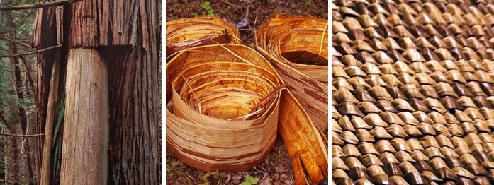 Lil'wat Nation & Culturally Modified Trees - The Whistler Insider