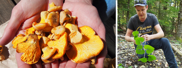 Ground Scores: Foraging in the Whistler Backcountry