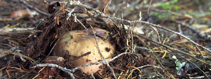 Ground Scores: Foraging in the Whistler Backcountry