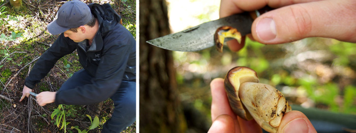 Ground Scores: Foraging in the Whistler Backcountry