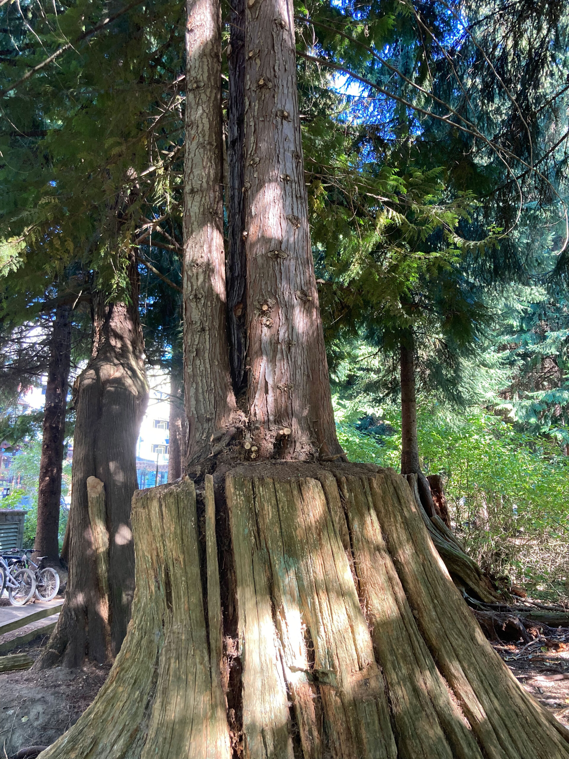 Meet Whistler's Weird and Wonderful Trees - The Whistler Insider