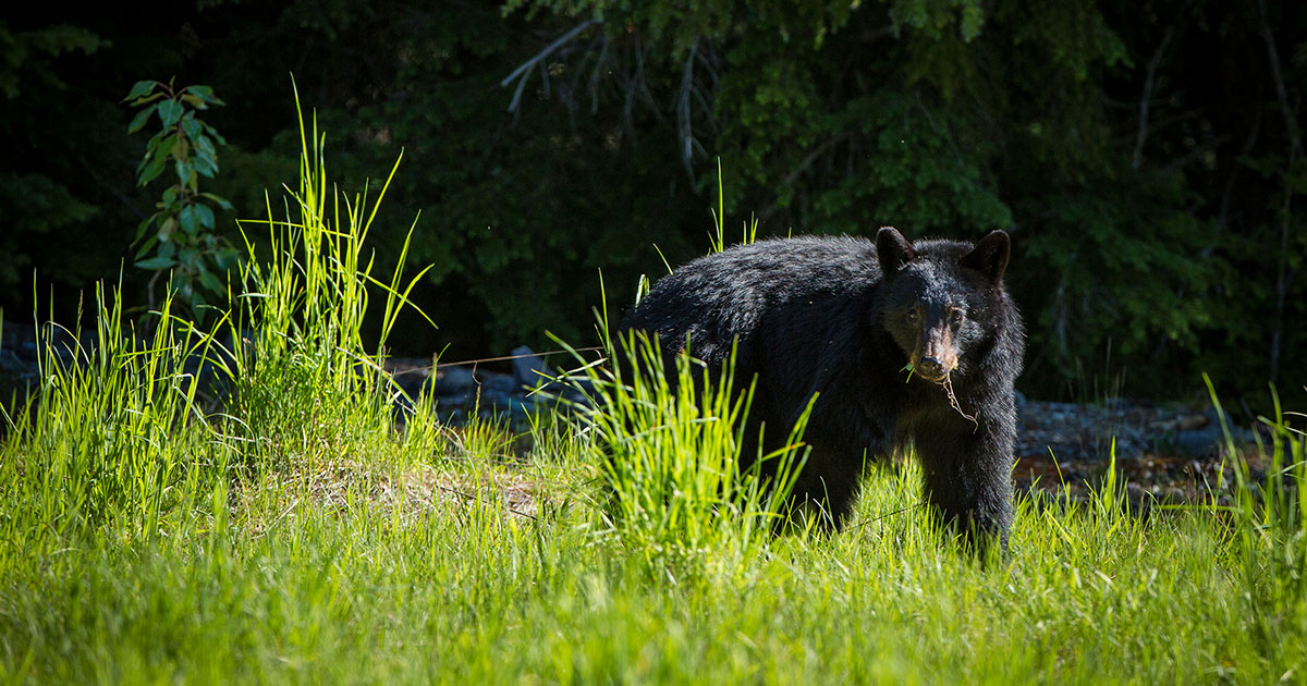 Wildlife in Whistler: How & Where to See These 6 Animals