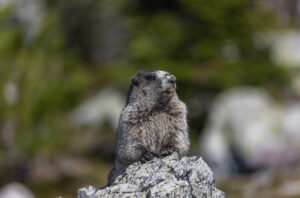 Whistler Wildlife Series - Hoary Marmot