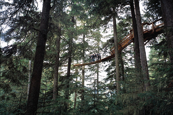 Tree Adventure Tours - Whistler BC | Tourism Whistler