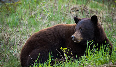 Bear Viewing - Whistler BC | Tourism Whistler
